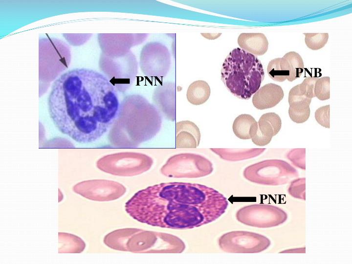 PPT - TP 3 ème Année Pharmacie Identification des cellules sanguines ...
