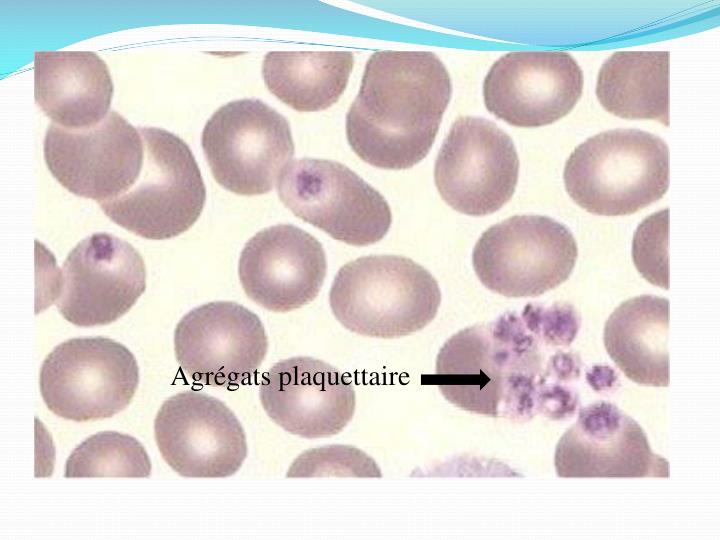 PPT - TP 3 ème Année Pharmacie Identification des cellules sanguines ...