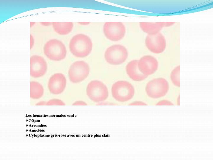 PPT - TP 3 ème Année Pharmacie Identification des cellules sanguines ...