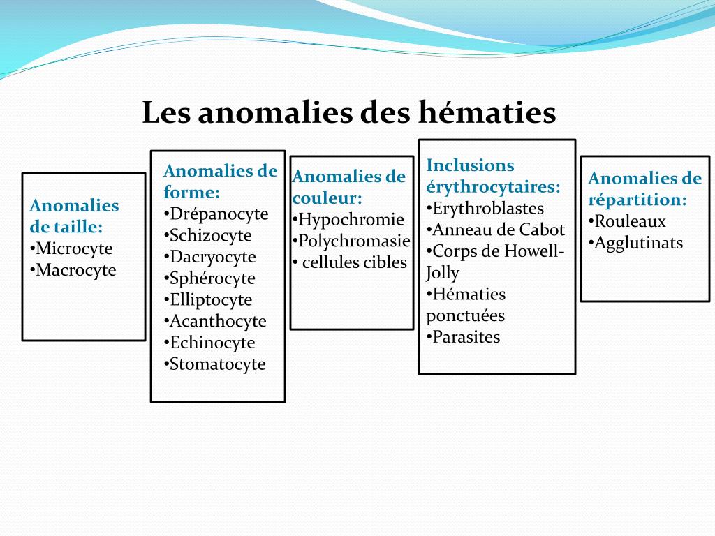 PPT - TP 3 ème Année Pharmacie Identification des cellules sanguines ...
