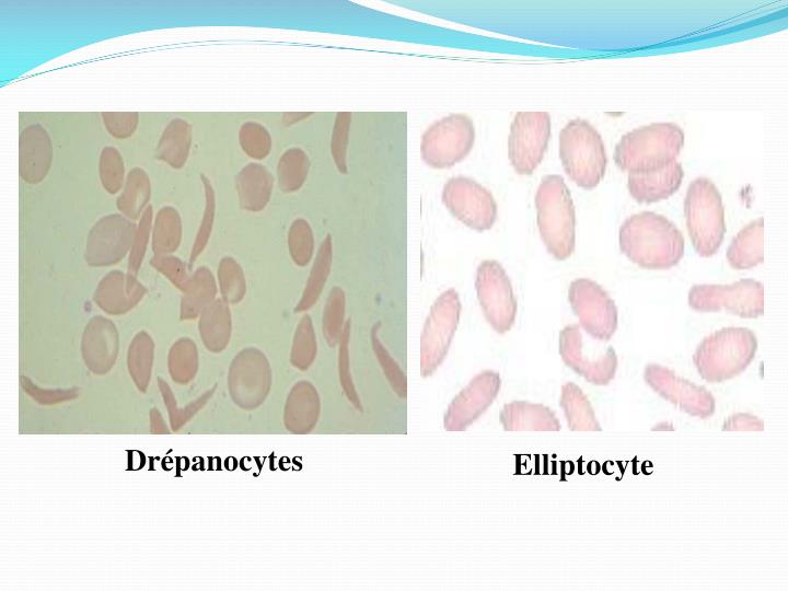 PPT - TP 3 ème Année Pharmacie Identification des cellules sanguines ...