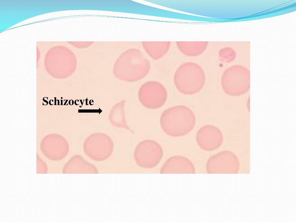 PPT - TP 3 ème Année Pharmacie Identification des cellules sanguines ...