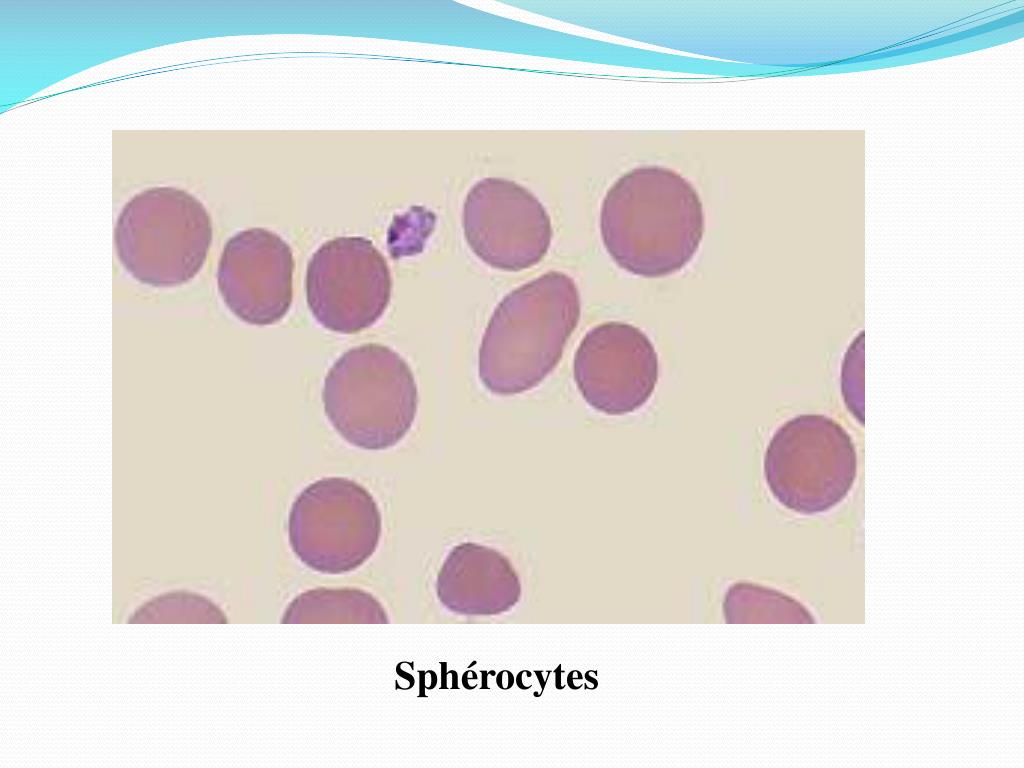 PPT - TP 3 ème Année Pharmacie Identification des cellules sanguines ...