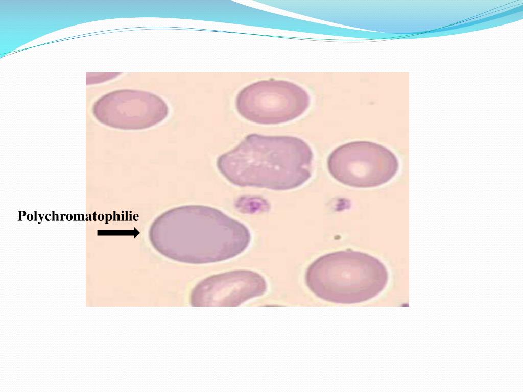 PPT - TP 3 ème Année Pharmacie Identification des cellules sanguines ...