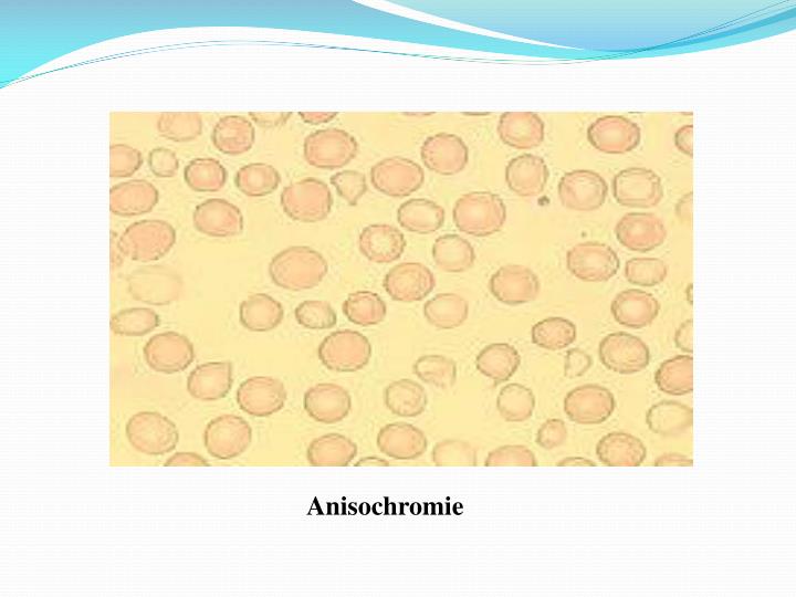 PPT - TP 3 ème Année Pharmacie Identification des cellules sanguines ...