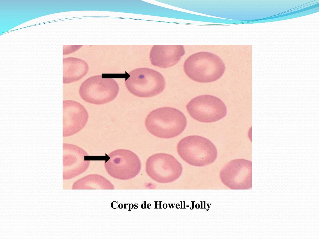 PPT - TP 3 ème Année Pharmacie Identification des cellules sanguines ...