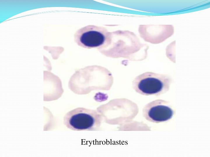 PPT - TP 3 ème Année Pharmacie Identification des cellules sanguines ...