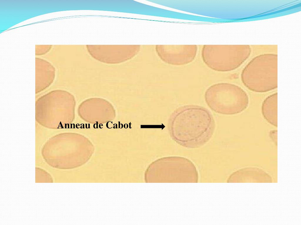 PPT - TP 3 ème Année Pharmacie Identification des cellules sanguines ...