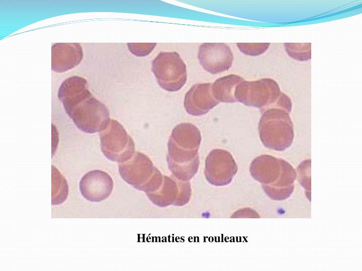 PPT - TP 3 ème Année Pharmacie Identification des cellules sanguines ...