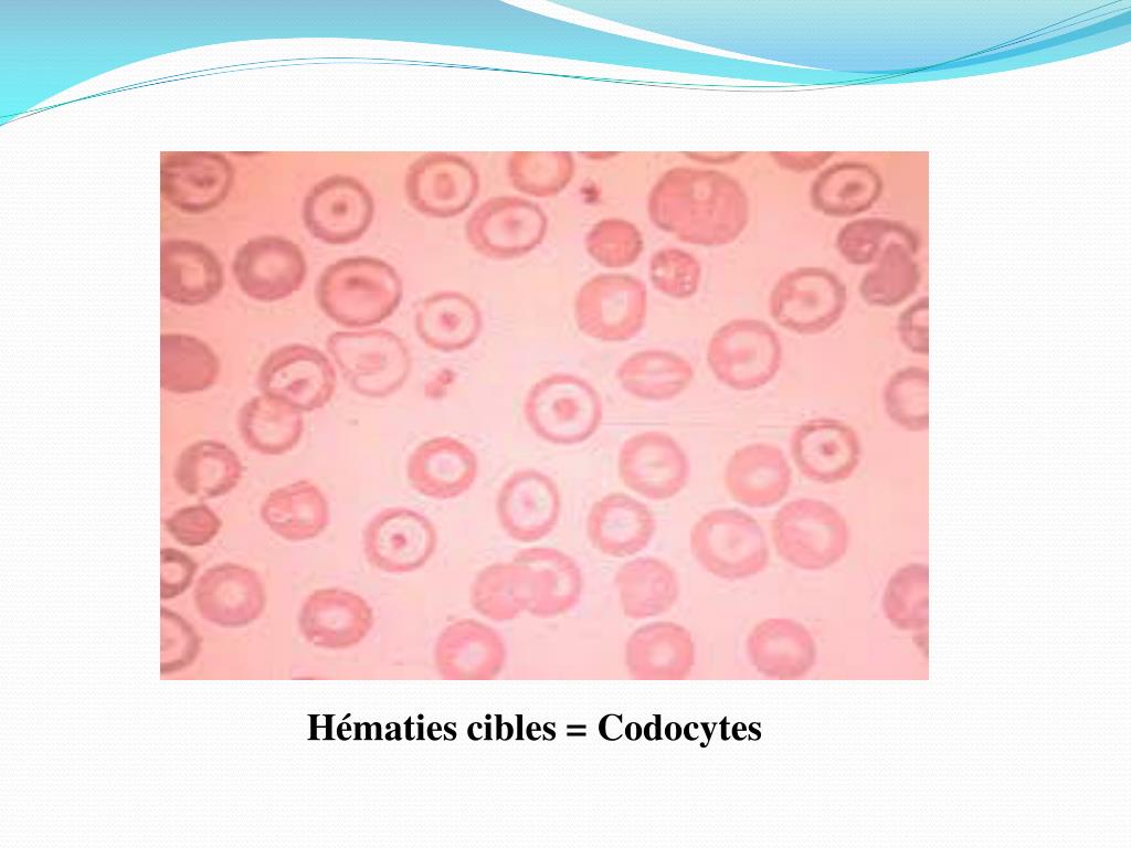 PPT - TP 3 ème Année Pharmacie Identification des cellules sanguines ...