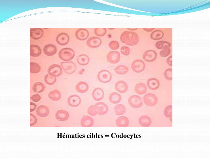 PPT - TP 3 ème Année Pharmacie Identification des cellules sanguines ...