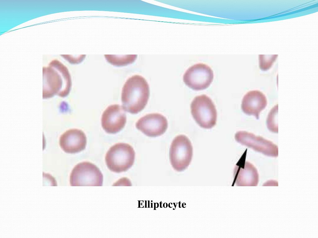 PPT - TP 3 ème Année Pharmacie Identification des cellules sanguines ...