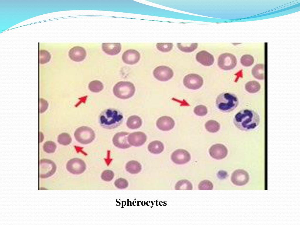 PPT - TP 3 ème Année Pharmacie Identification des cellules sanguines ...