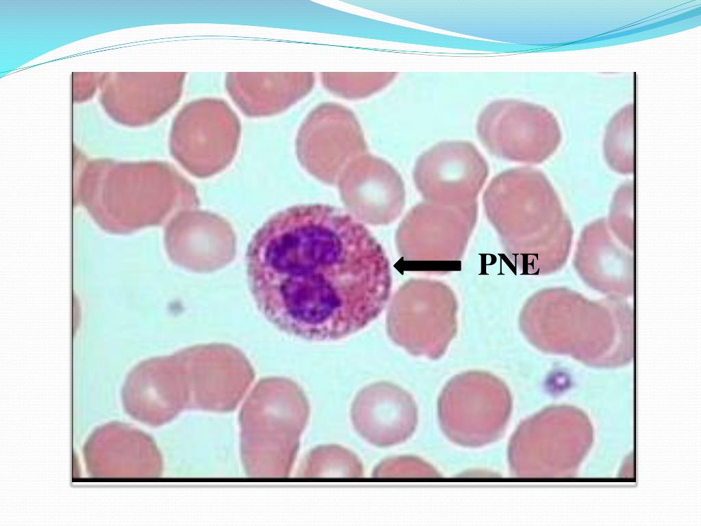 PPT - TP 3 ème Année Pharmacie Identification des cellules sanguines ...