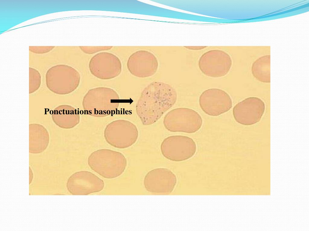 PPT - TP 3 ème Année Pharmacie Identification des cellules sanguines ...
