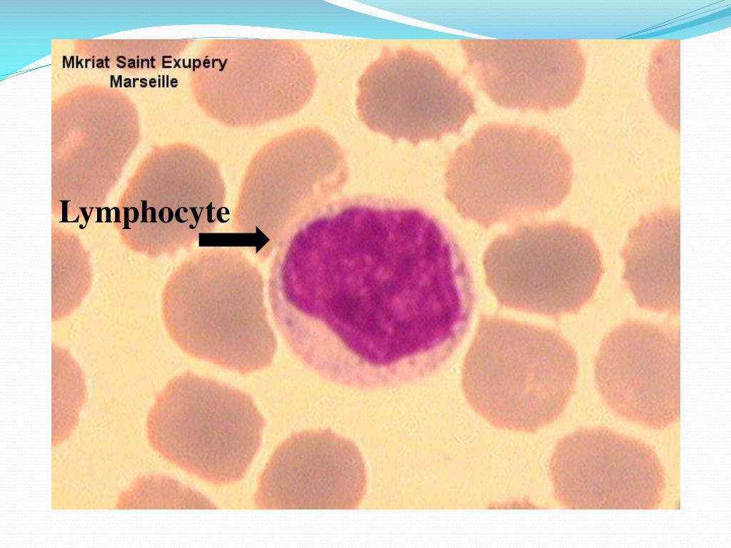 PPT - TP 3 ème Année Pharmacie Identification des cellules sanguines ...