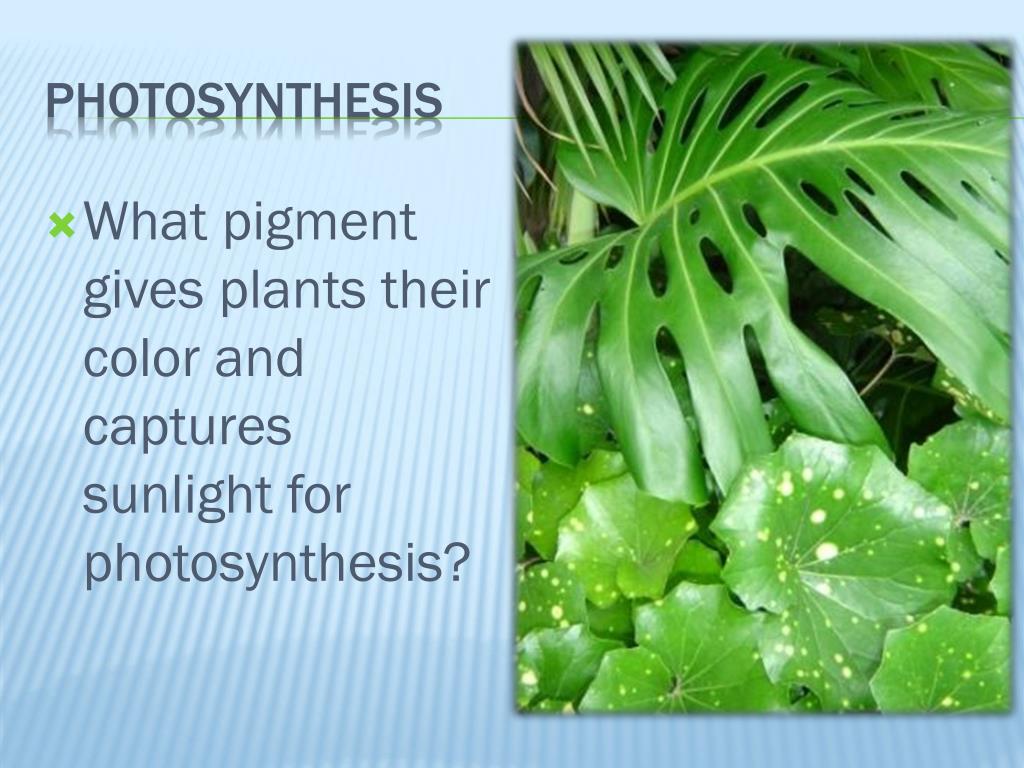 PPT - Photsynthesis , plant growth and reproduction review PowerPoint ...