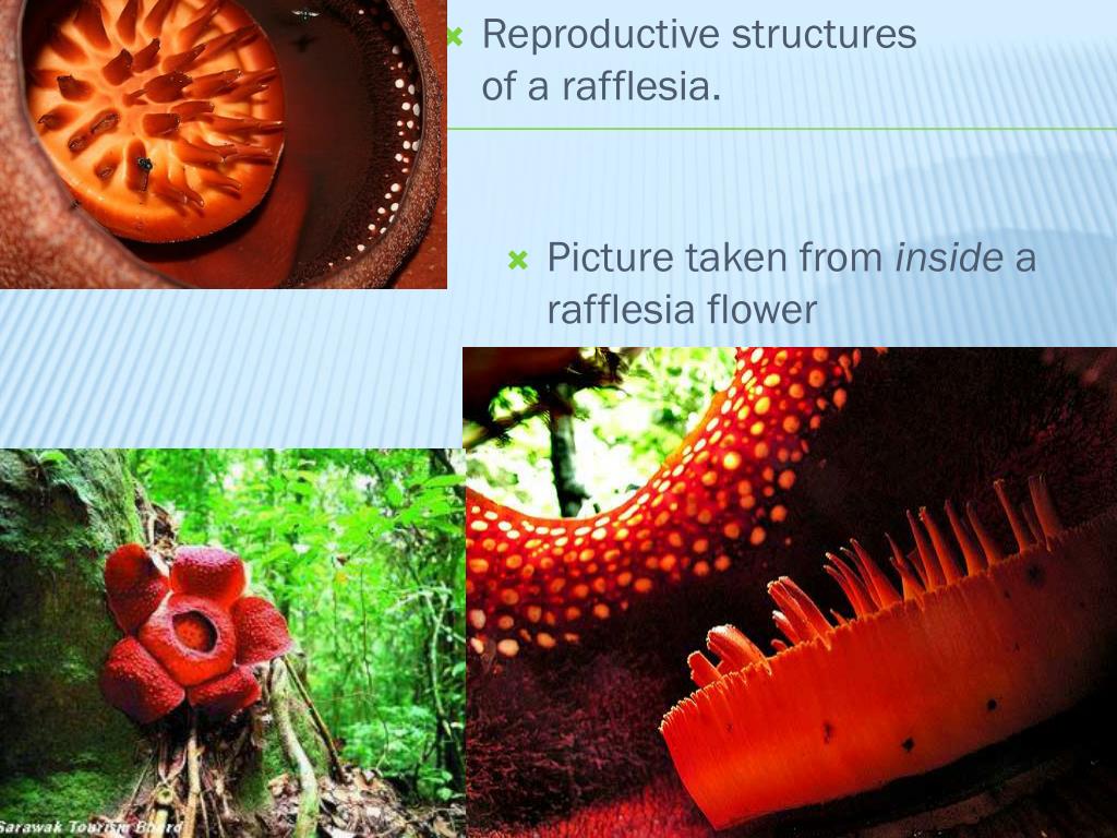 PPT - Photsynthesis , plant growth and reproduction review PowerPoint ...