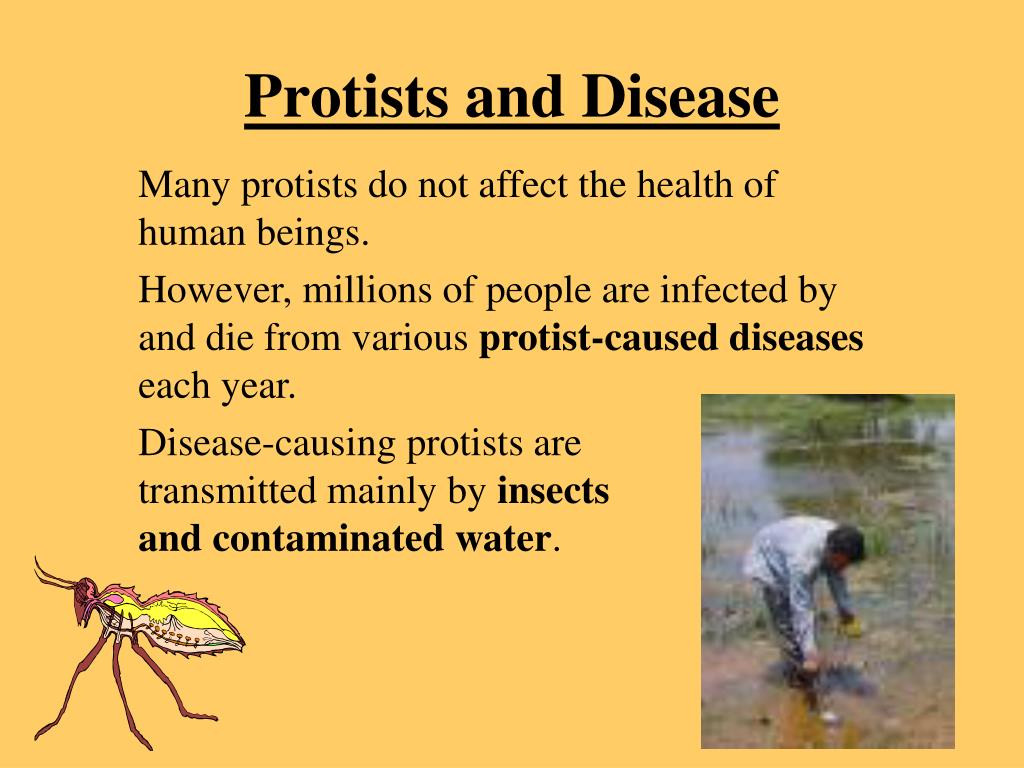 Ppt Protists Powerpoint Presentation Free Download Id2375340
