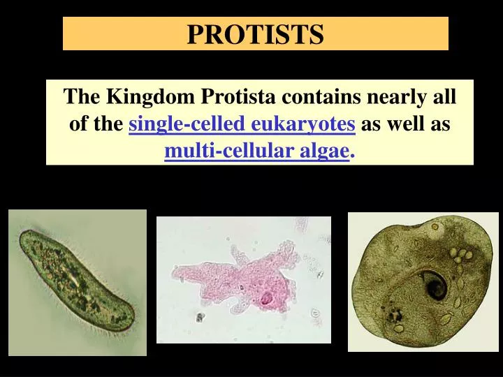 PPT - PROTISTS PowerPoint Presentation, free download - ID:2375340