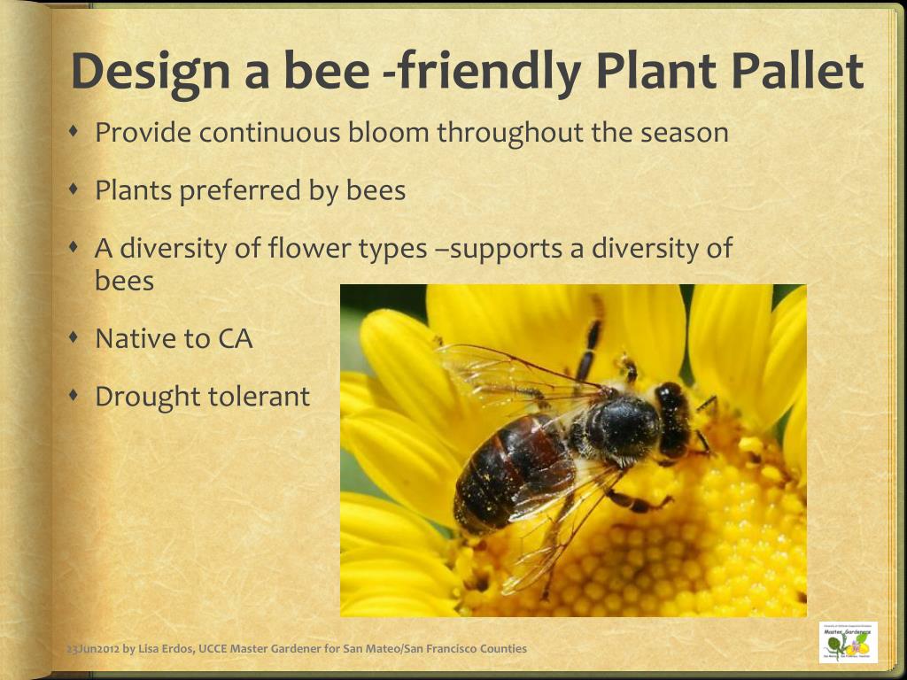 PPT - Designing for Bees ! PowerPoint Presentation, free download - ID ...