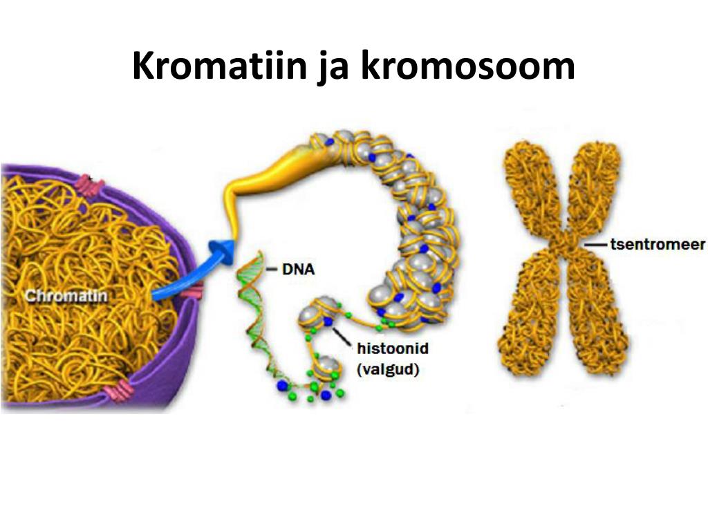 PPT - Kõik organismid koosnevad rakkudest PowerPoint Presentation, free ...