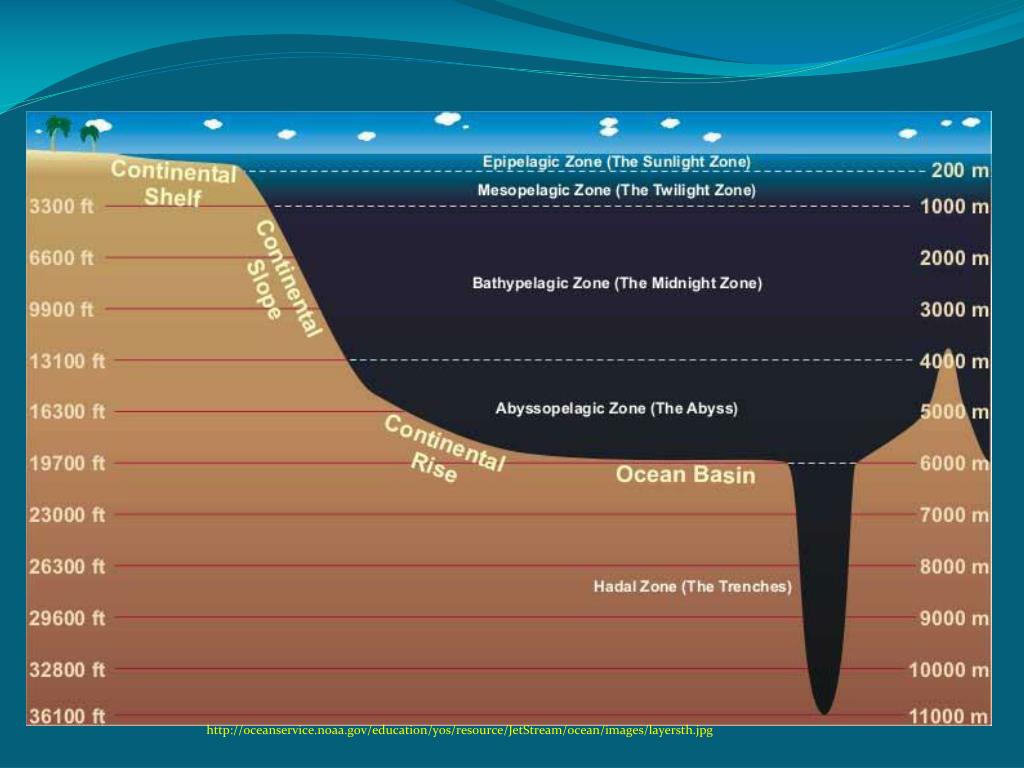 Light From The Sun Can Reach A Depth Of 80 Meters In The Ocean The Light From The Sun Can Reach A Depth Of 80 Meters In The Ocean The