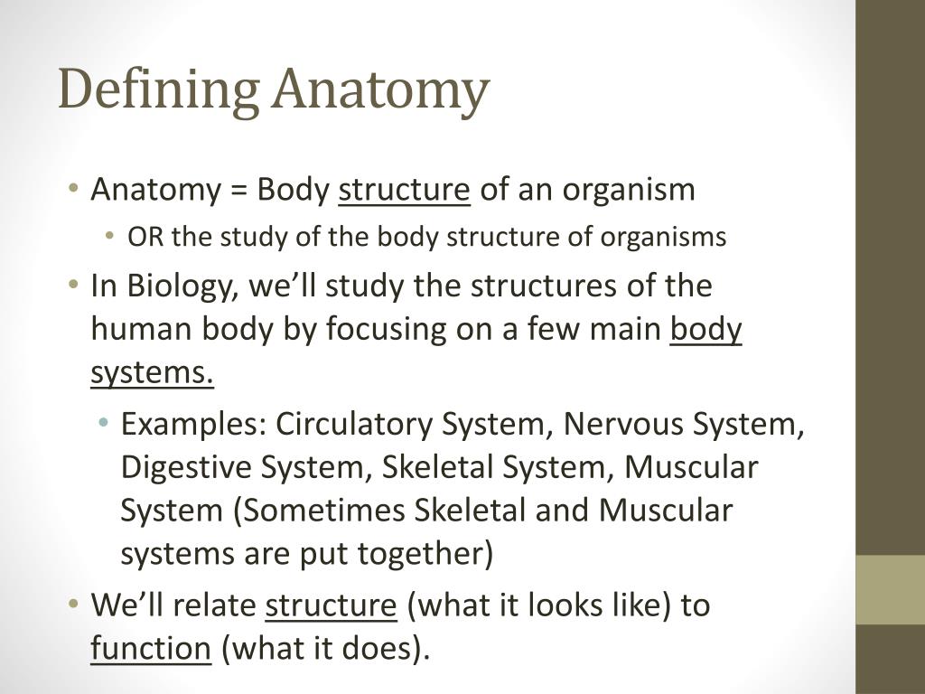 PPT - Anatomy and the Organization of the Human Body PowerPoint ...