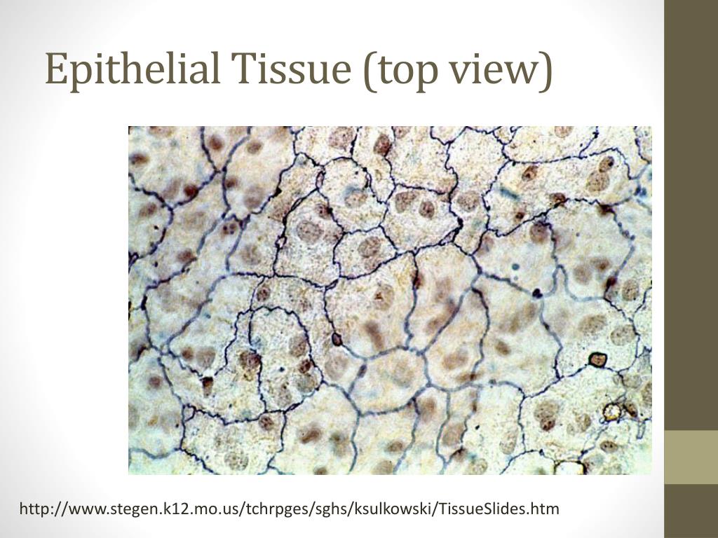 PPT - Anatomy and the Organization of the Human Body PowerPoint ...