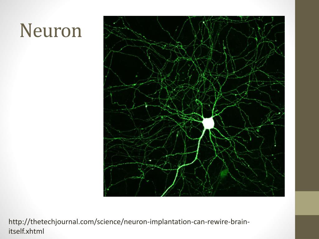 PPT - Anatomy and the Organization of the Human Body PowerPoint ...