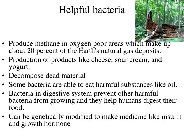 PPT - 6 kingdom classificationsystem PowerPoint Presentation - ID:2376048