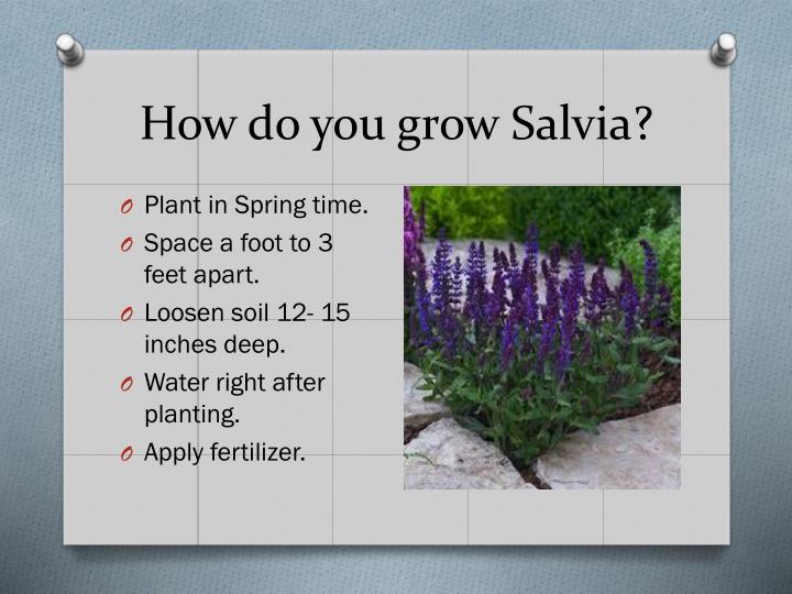 PPT - Salvia PowerPoint Presentation - ID:2376096