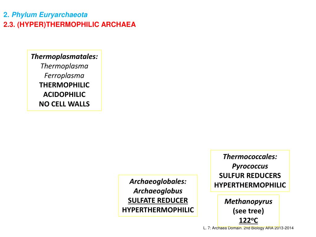 PPT - 1. Diversity and Phylogeny of Archaea 2. Phylum Euryarchaeota 3 ...