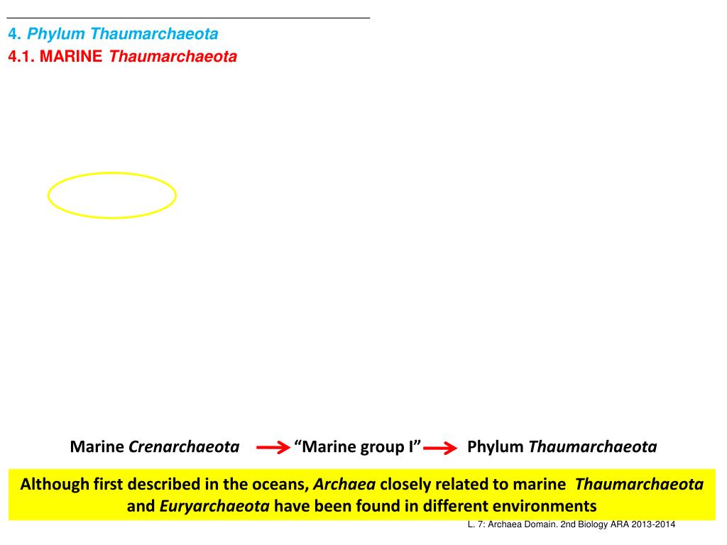 PPT - 1. Diversity and Phylogeny of Archaea 2. Phylum Euryarchaeota 3 ...