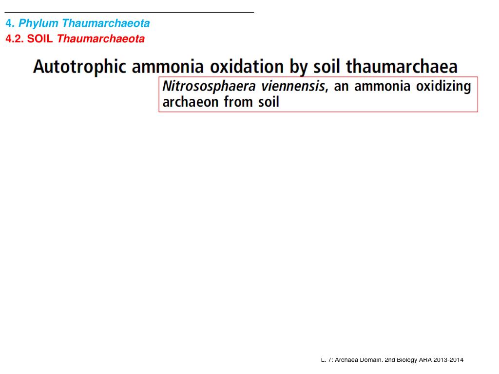 PPT - 1. Diversity and Phylogeny of Archaea 2. Phylum Euryarchaeota 3 ...