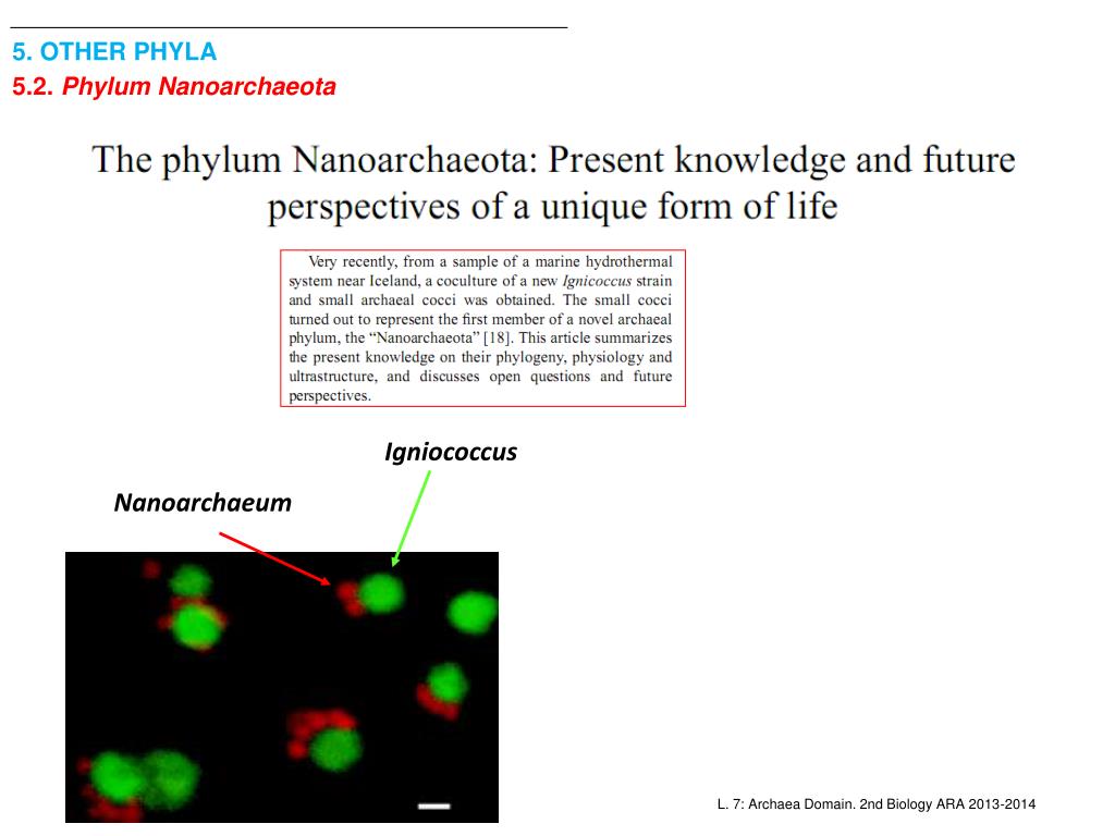 PPT - 1. Diversity and Phylogeny of Archaea 2. Phylum Euryarchaeota 3 ...