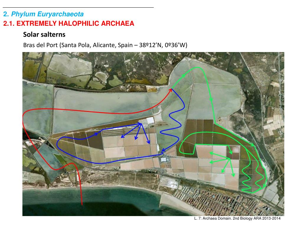 PPT - 1. Diversity and Phylogeny of Archaea 2. Phylum Euryarchaeota 3 ...