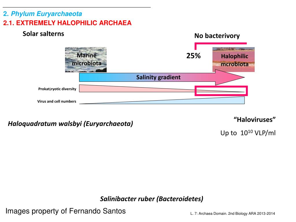 PPT - 1. Diversity and Phylogeny of Archaea 2. Phylum Euryarchaeota 3 ...