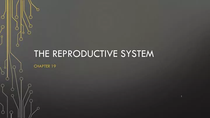 PPT - The reproductive system PowerPoint Presentation, free download ...