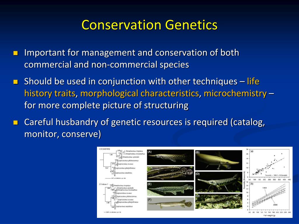 PPT - Biogeography, Conservation, and Genetics Biology of Fishes 11.13. ...