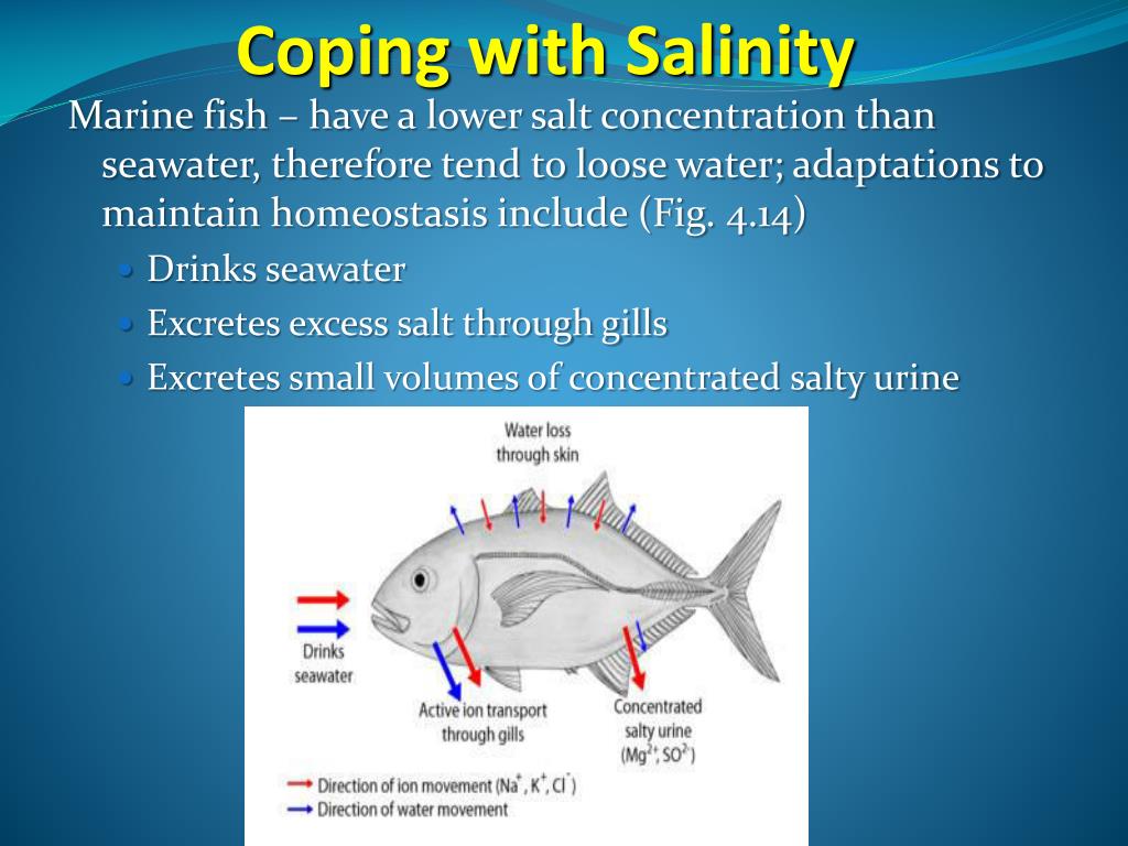 PPT - Estuaries: Where Rivers Meet the Sea PowerPoint Presentation ...