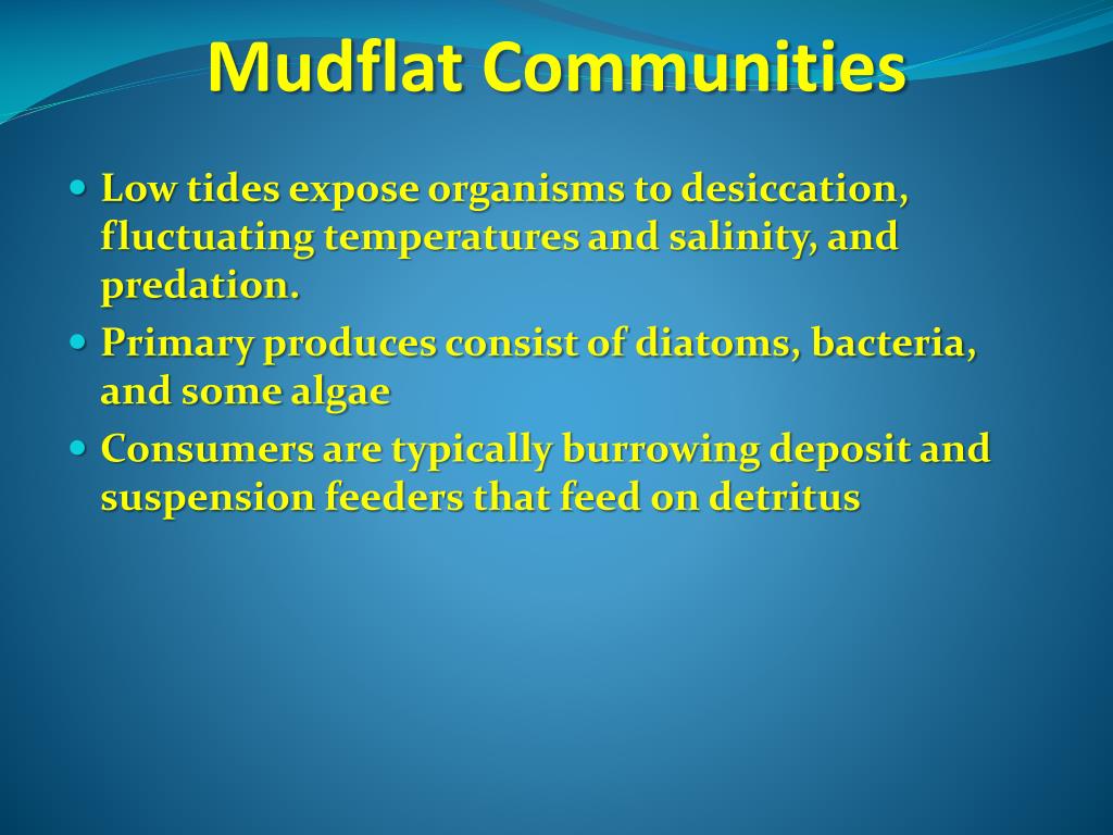 PPT - Estuaries: Where Rivers Meet the Sea PowerPoint Presentation ...
