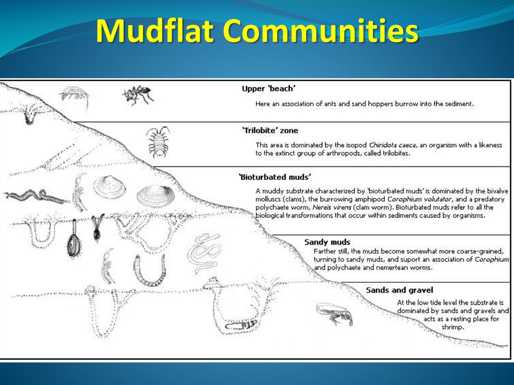 PPT - Estuaries: Where Rivers Meet the Sea PowerPoint Presentation ...