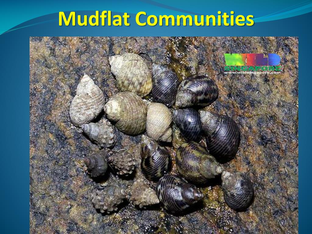 PPT - Estuaries: Where Rivers Meet the Sea PowerPoint Presentation ...