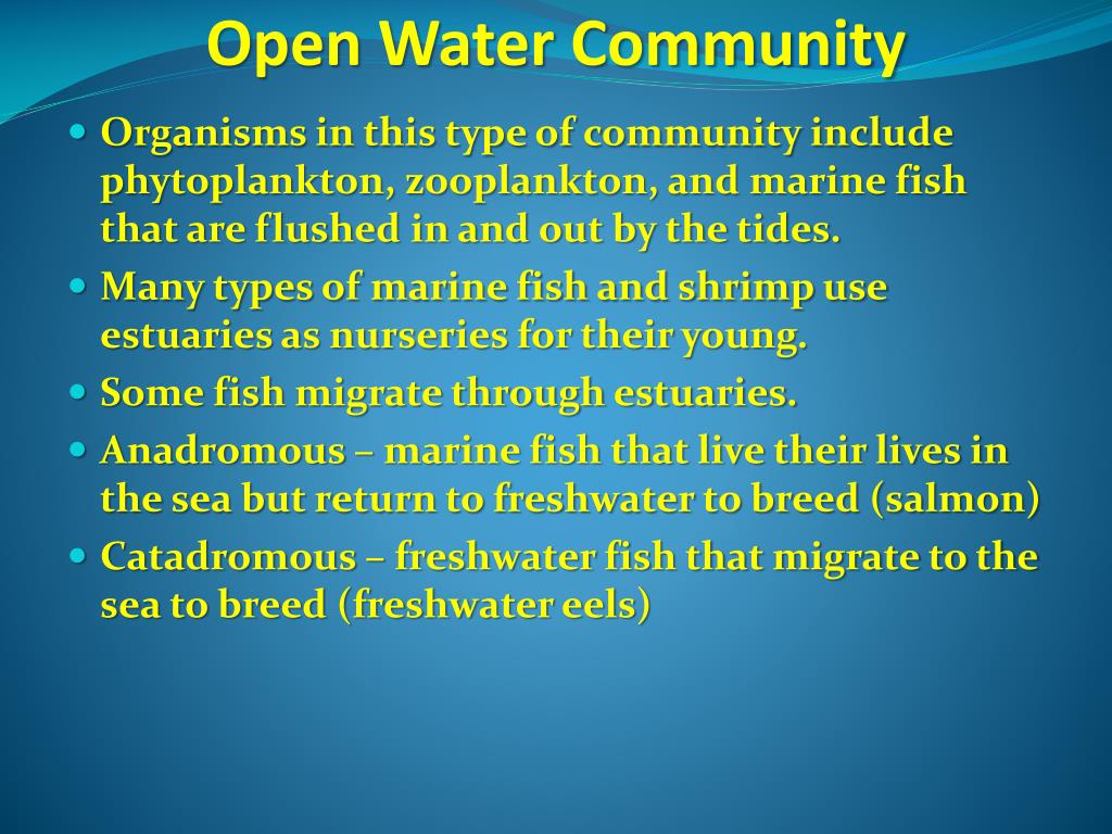 PPT - Estuaries: Where Rivers Meet the Sea PowerPoint Presentation ...