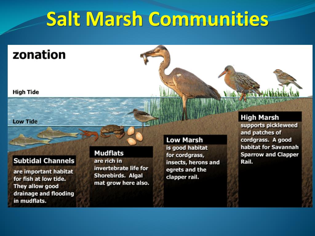 PPT - Estuaries: Where Rivers Meet the Sea PowerPoint Presentation ...