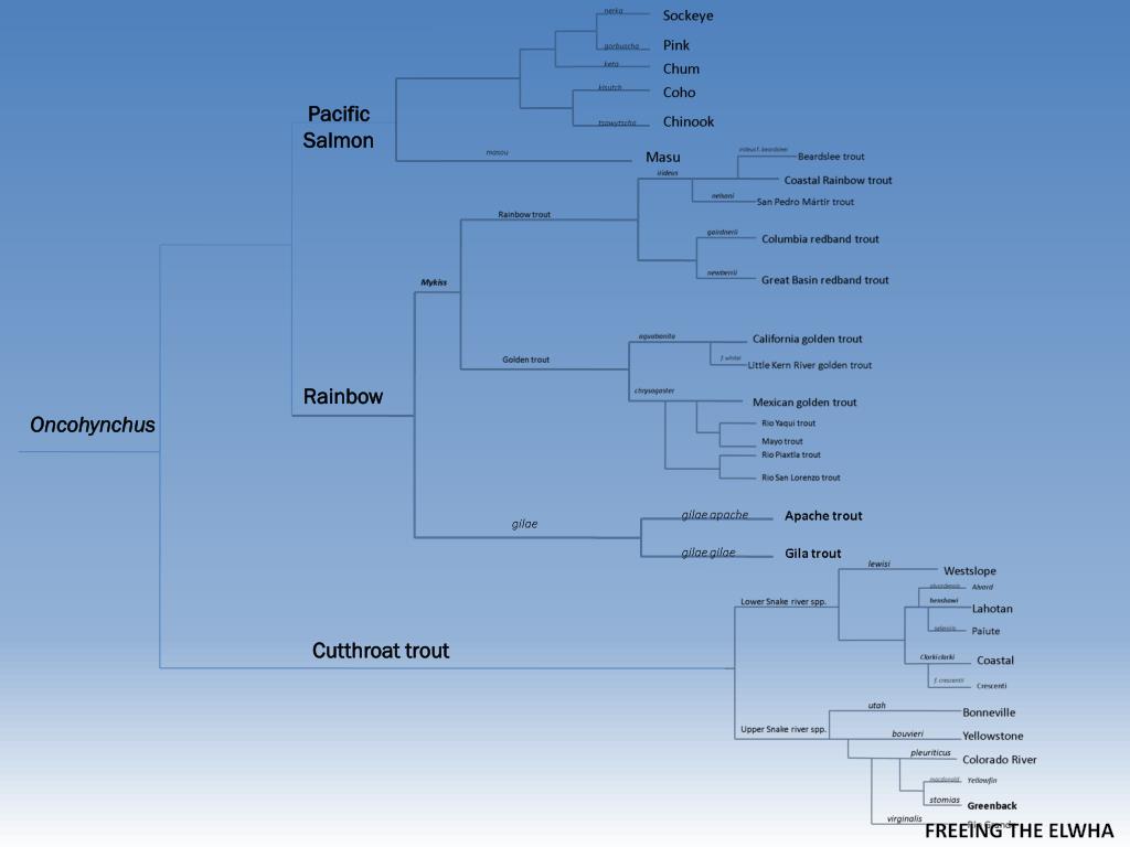 PPT - Salmonid Natural History PowerPoint Presentation, free download ...