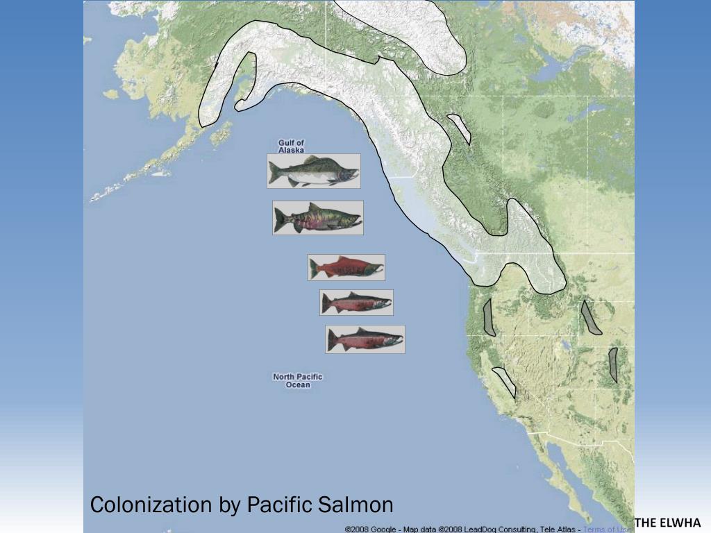 PPT - Salmonid Natural History PowerPoint Presentation, free download ...