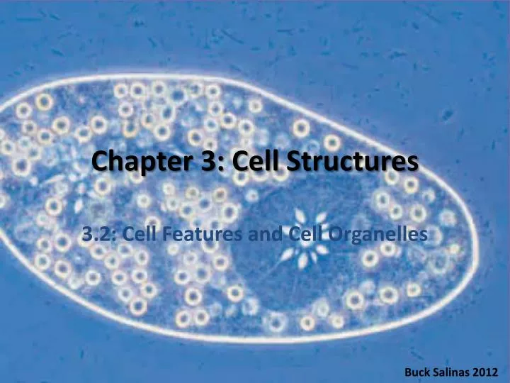 PPT - Chapter 3: Cell Structures PowerPoint Presentation, free download ...