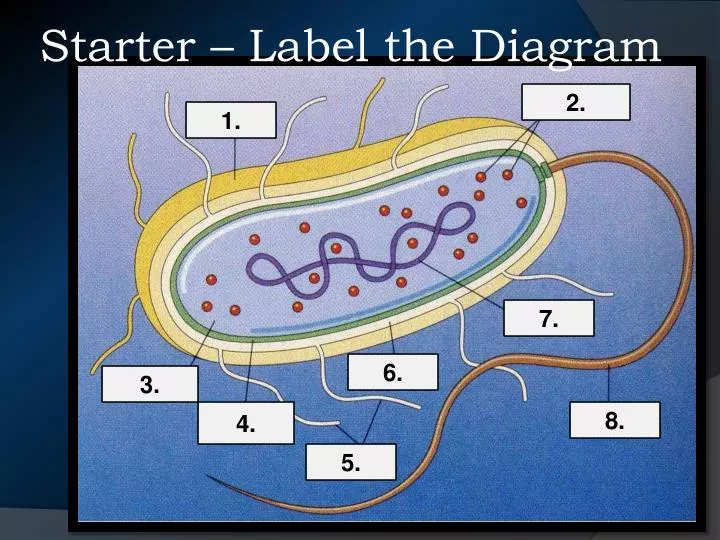 PPT - Starter – Label the Diagram PowerPoint Presentation, free ...